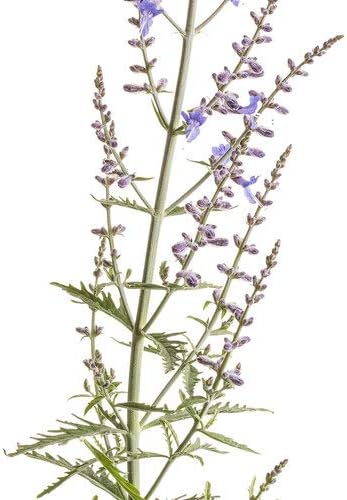 Amazon.com : Live Plant from Green Promise Farms - Proven Winners ...