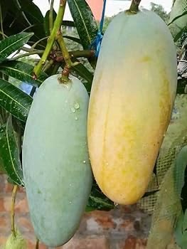 GreenEarth Original Thai Bari - 11 Mango Grafted Plant, Very Sweet In ...