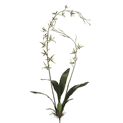Brassia - How to grow & care