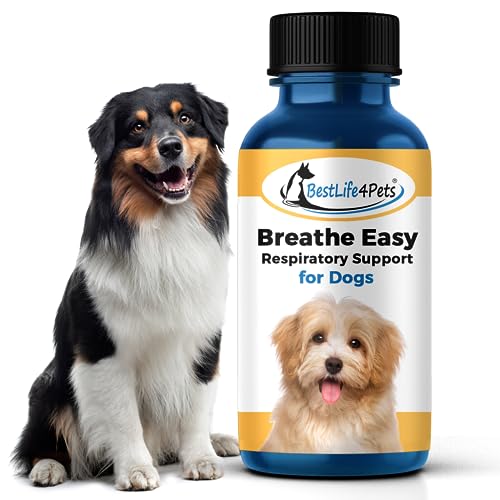 10 Must-Have Products to Help Your Chihuahua With Asthma Breathe Easy ...