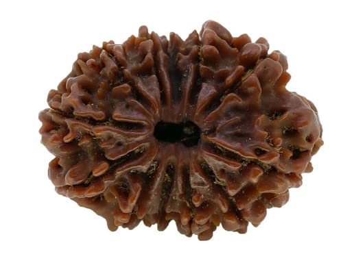 ADI Jewels Real 12 Mukhi Rudraksha Nepali Natural Holy Beads Twelve ...