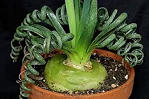 Seed Trachyandra Tortilis Seeds (20 Per Packet): Only seeds : Buy ...