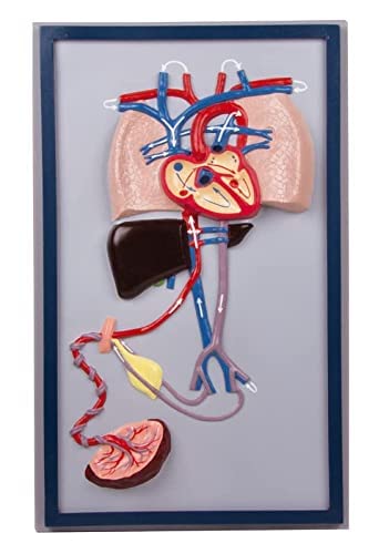 Foetal Circulation Model Anatomical Human : Amazon.in: Industrial ...