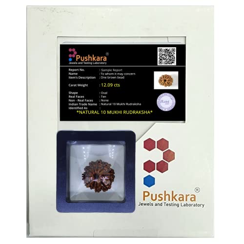 Buy PUSHKARA Natural 10 MUKHI RUDRAKSHA Certified - Nepal | Brown ...