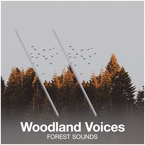 Play Woodland Voices by Forest Sounds on Amazon Music