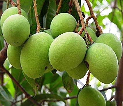 A&S Plant (Mango Plant) Variety Mango Ram kela Plant with Pot : Amazon ...