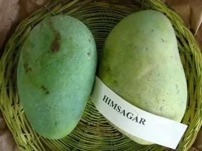 Cloud Farm Himsagar and Kishan Bhog Mango Grafted Hybrid Live Plant ...