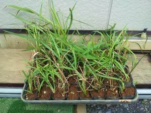 Amazon.co.jp: Chigaya 40 Pot Set, Poaceae, China, Chibana : DIY, Tools ...