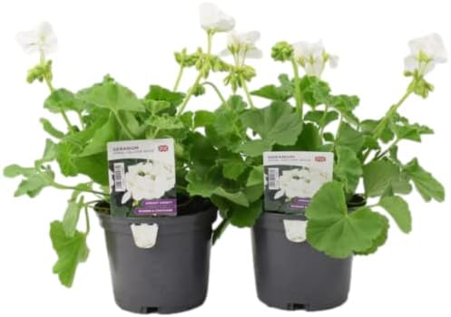 Large Garden Ready Zonal Geranium - Calliope 2 Plants in 1 Litre Pots ...