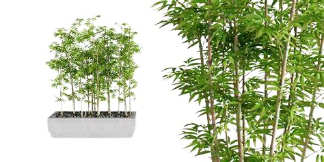 Bambusa tulda seedlings (Indian Timber Bamboo) (PACK OF 30) : Amazon.in ...