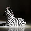 Amazon.com: Zebra Table Sculpture - Resin Zebra Figurine - Black, White ...