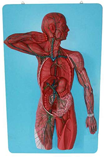 Buy Model of Human Lymphatic System, Anatomical Model of the Human ...