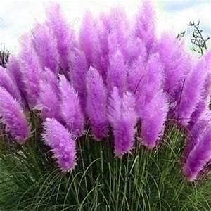 Radny 10 Paars siergras plantenzaden : Amazon.nl: Tuin, terras & gazon