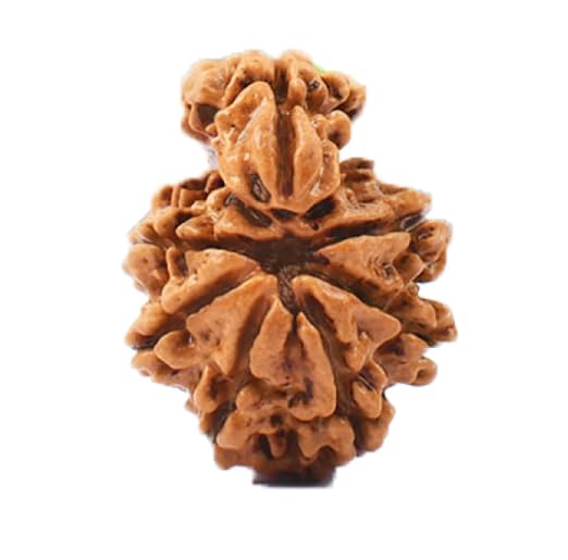 The Millennium Gallery Natural Sawar Rudraksha Original Certified A1 ...