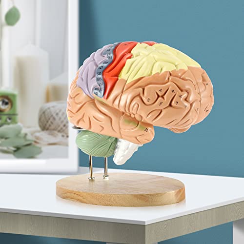 Snapklik.com : Dyna-Living Human Brain Model Anatomy 2X Life Size Human ...