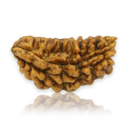 Cuonna Gems Gallery 1 Mukhi Rudraksha Original Certified Nepali Big ...
