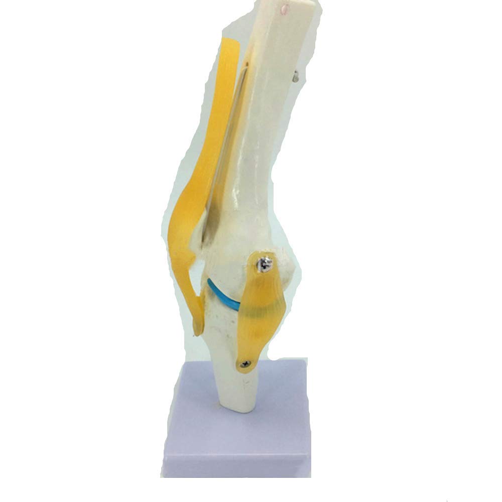 Buy Knee Joint Model Anatomical Medical Simulation Model Knee Joint ...