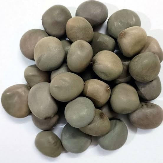 AYURVEDIC ZONE Karanja Seeds | karanjwa beej | Kat Karanja Seeds ...