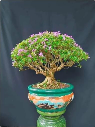 Vietnam SUPER Blooming Desmodium Blue Bell live plant : Amazon.in ...