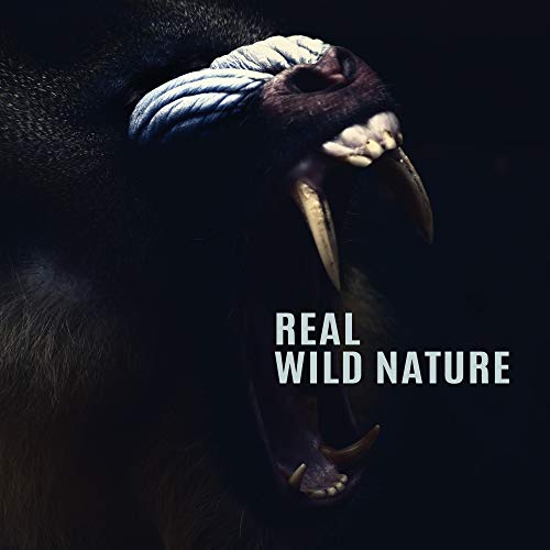 Amazon Music - Nature Sound Collection, Sound Effects Zone, Life Sounds ...