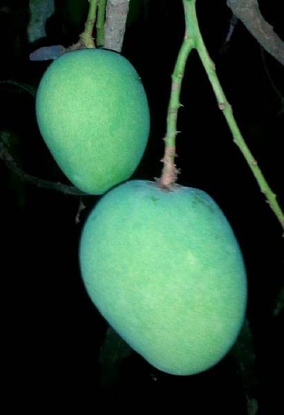 Cloud Farm Himsagar and Kishan Bhog Mango Grafted Hybrid Live Plant ...