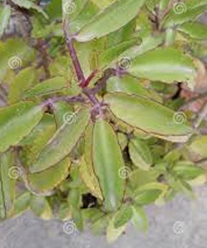 Buy BLUE UNIVERSE Patharchatta Kidney Stone Medicinal /Panfuti ...