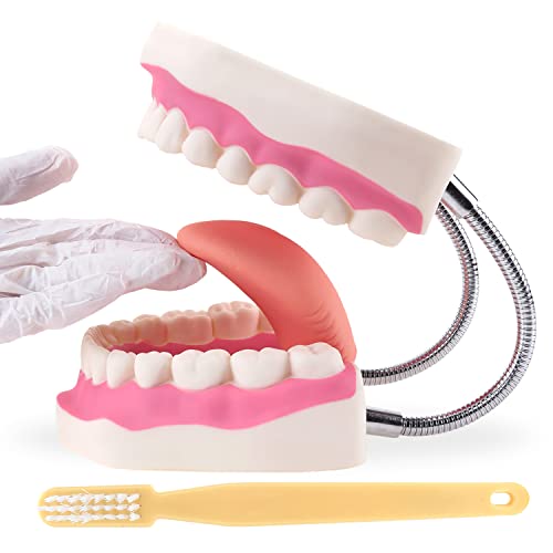 Dental Mouth Model, 6 Times Enlarge Anatomical Mouth Teaching Model ...