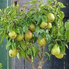 PlantaZee Live Naspati/Nashpati/Pear Delicious Healthy Fruit Plant for ...