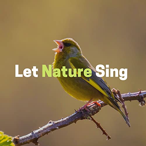 Amazon.com: Let Nature Sing : Recording Nature, Sounds of the Forest ...