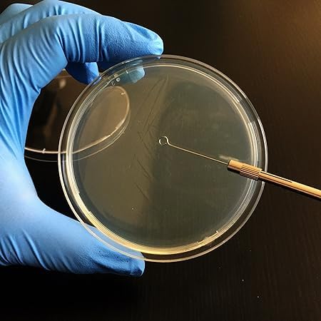 Nichrome wire loop for microbiology(Inoculation Loop for Bacterial ...
