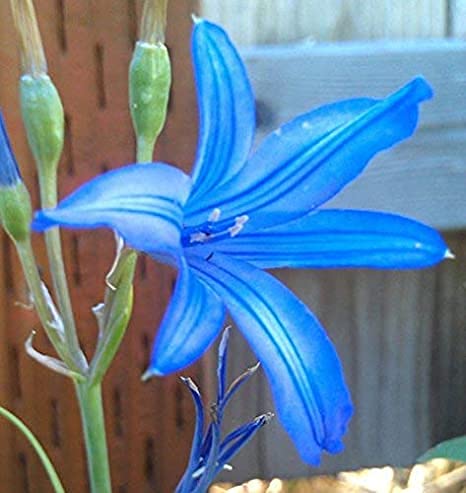 Blue Amaryllis Flowers