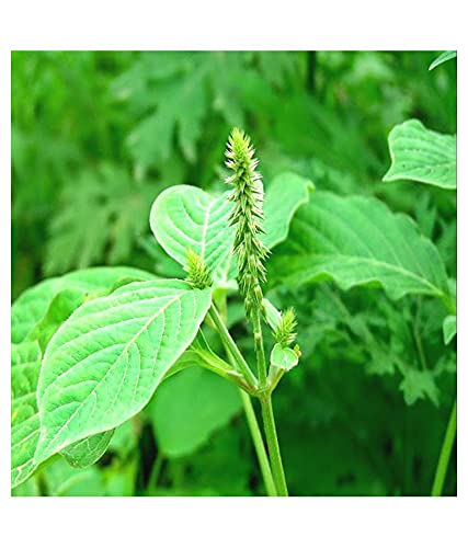 Urantex Apamarga Chirchita Latjira Prickly Manarina Devils Horse Whip ...