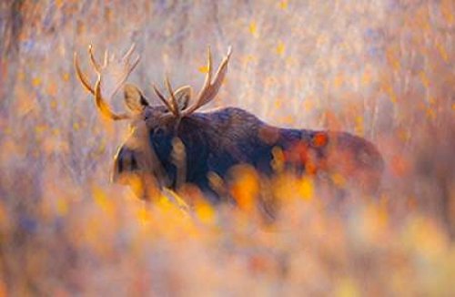 Autumn Bull Poster Print by Gary Crandall (24 x 36) : Amazon.in: Home ...