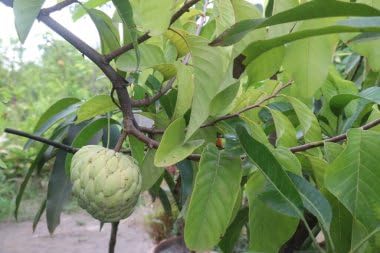 V K GLOBAL Live Natural Custard Apple, Sharifa Fruit Plant I With ...