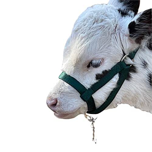 Amazon.com: Cattle Halters, with Mini Size (Cow, Forest Green ...
