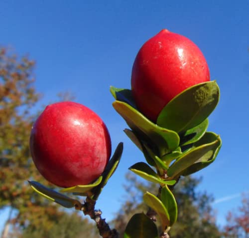 Natal plum - How to grow & care