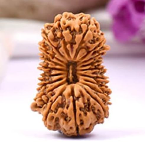 NEXG Unnis Mukhi Rudraksha Original Certified Auspicious 19 Mukhi ...