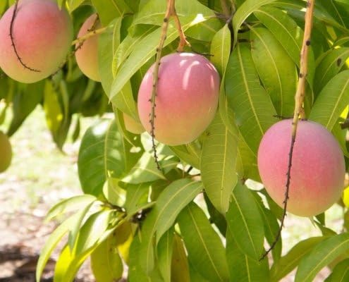Mphmi Live Plants Nursery Garden Mankurad Mango Plant -?Goa Mango Plant ...