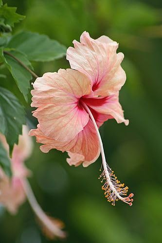 Florona Rare Chemparathi Plant Exotic Hibiscus ' Peach ' 1 Healthy Live ...