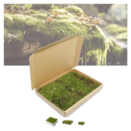 Moose fürs Aquarium – Die 15 besten Produkte im Vergleich - Aquaristik