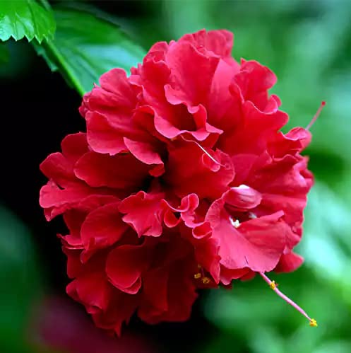 Hibiscus flowers hybrid Red Double Papri : Amazon.in: Garden & Outdoors