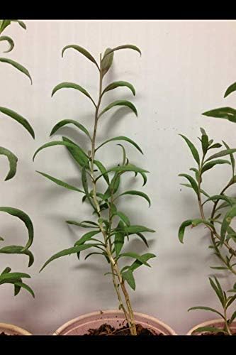 Amazon.com : Wolfberry Berry Goji Berry Seedling Live Plant Tree ...