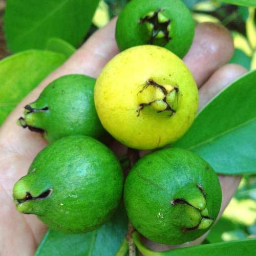 LushGreen Grape Guava Plant : Amazon.in: Garden & Outdoors