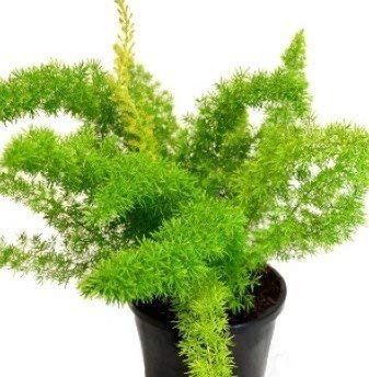 Vixenssell Asparagus Meyeri - Foxtail Fern Live Plant Foxtail Fern Live ...