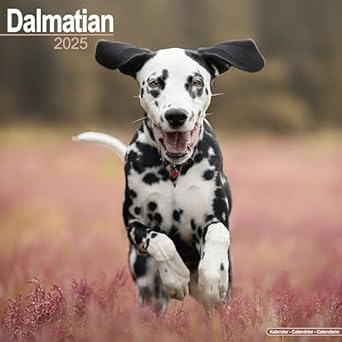Dalmatian Calendar 2025 | Square Dog Breed Wall Calendar - 16 Month ...