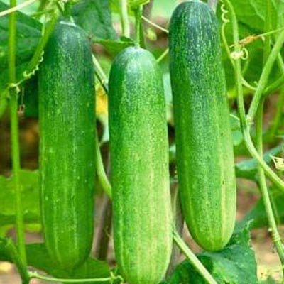 Maliagarden Cucumber Vegetable Seeds -Green Khira Hybrid Seeds -Long ...