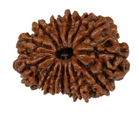 Om Sai.. Holy Beads 14 Mukhi Rudraksha Natural and Real from Nepal ...