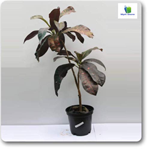 Mphmi Croton Variegatum, Codiaeum Variegatum (Maroon) - Plant : Amazon ...