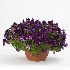 Amazon.com : Pansy Cool Wave Raspberry 100 Seeds : Patio, Lawn & Garden
