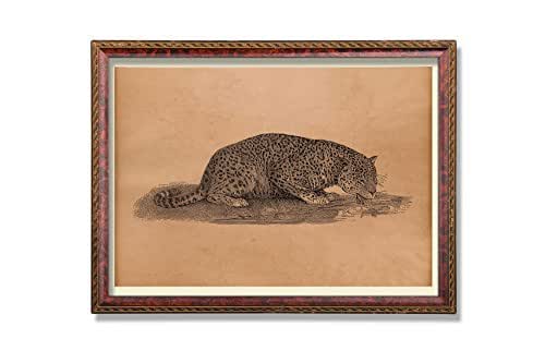 Amazon.com: Old leopard print Vintage animal art Nature decoration ...